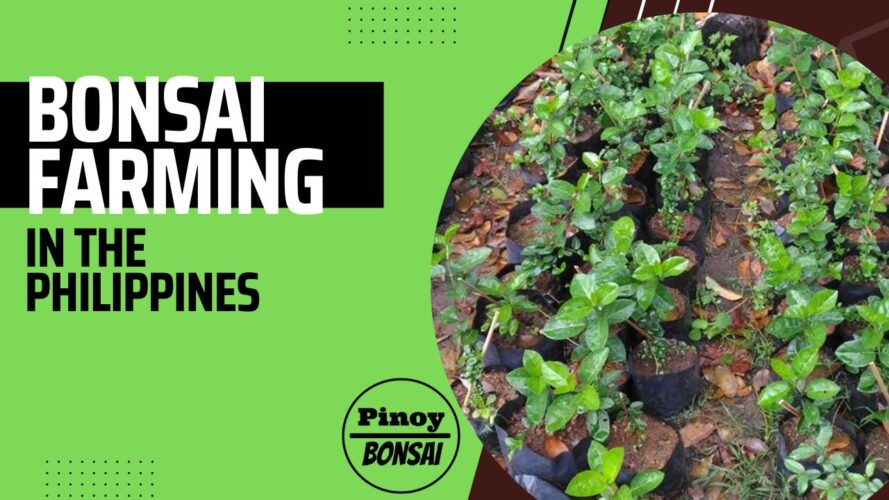 Bonsai Farming In The Philippines - Pinoy Bonsai