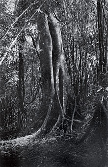 Balete Tree - Pinoy Bonsai
